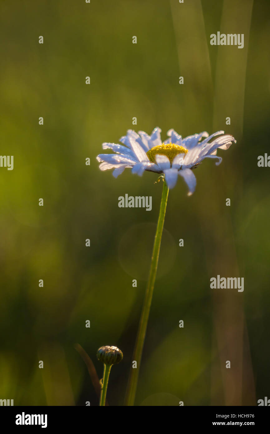 White flower facing upward in afternoon sun with yellow center and ...