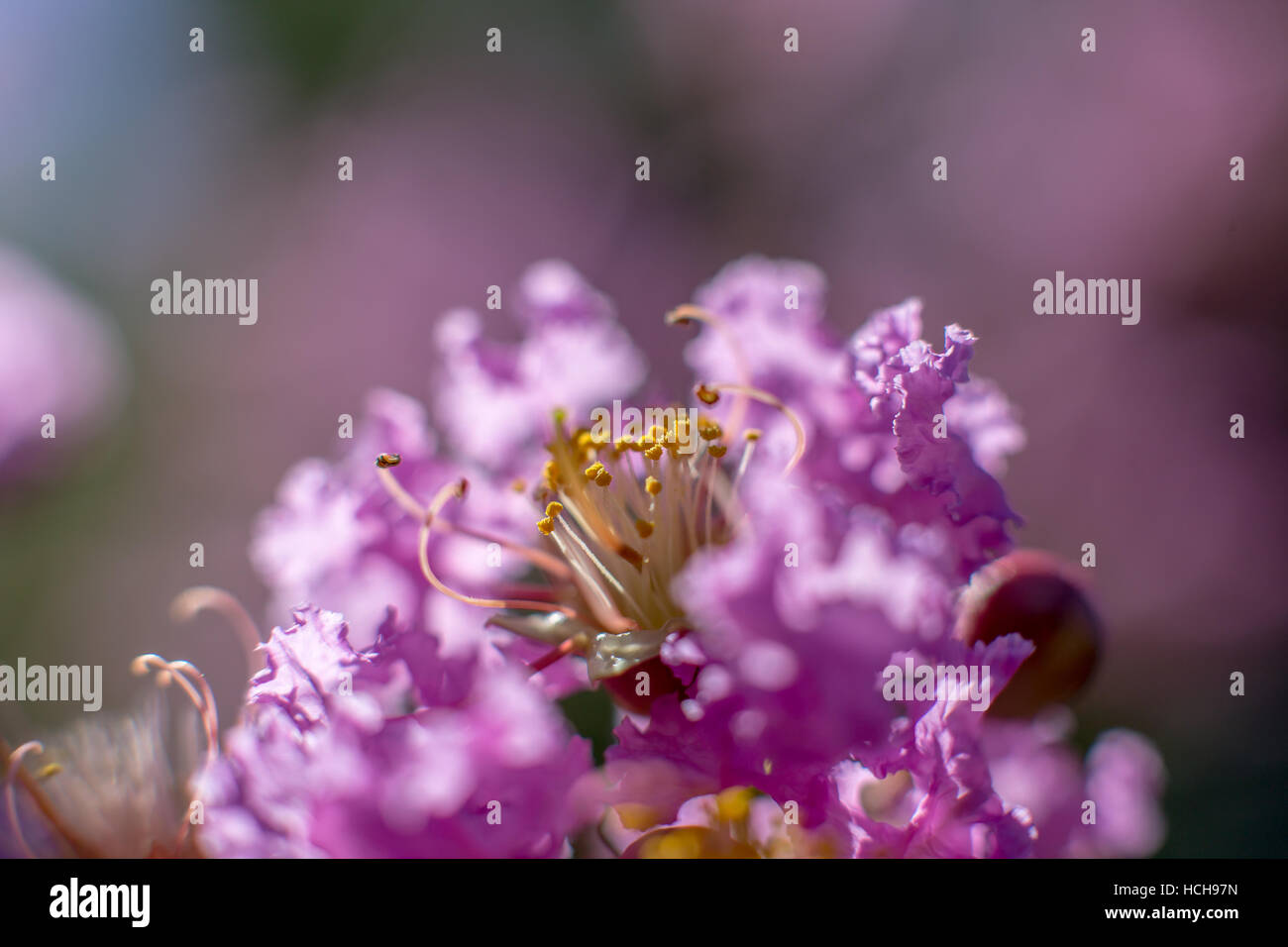 Myrtle flower hi-res stock photography and images - Alamy