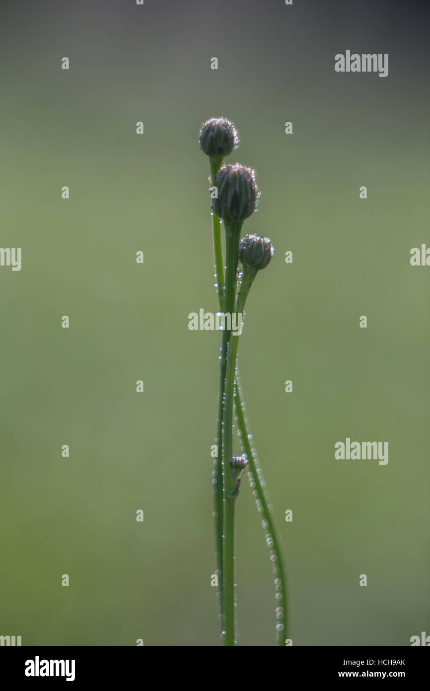 Three bud with dew drops hi-res stock photography and images - Alamy
