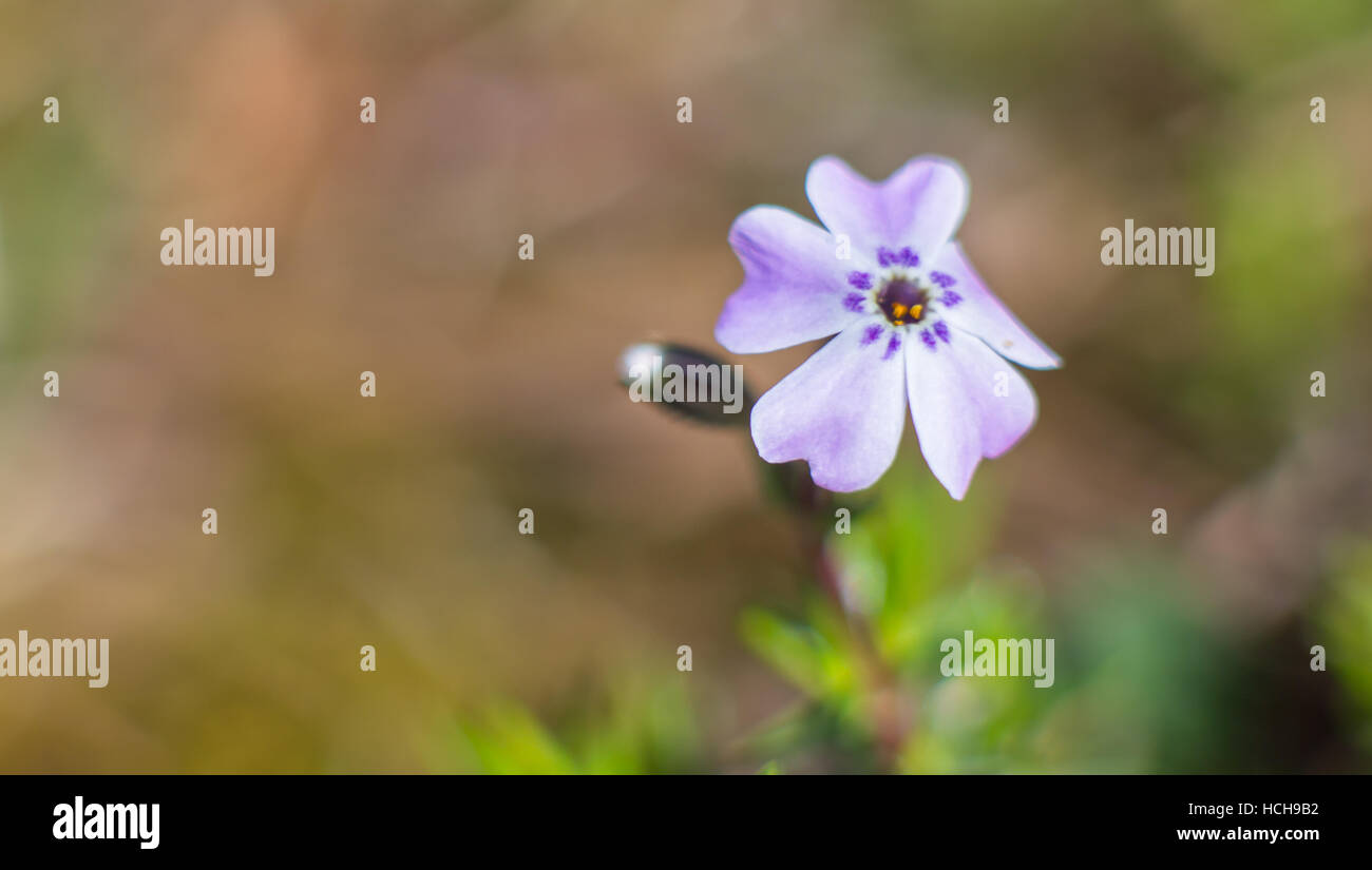 Dark purple marks hi-res stock photography and images - Alamy