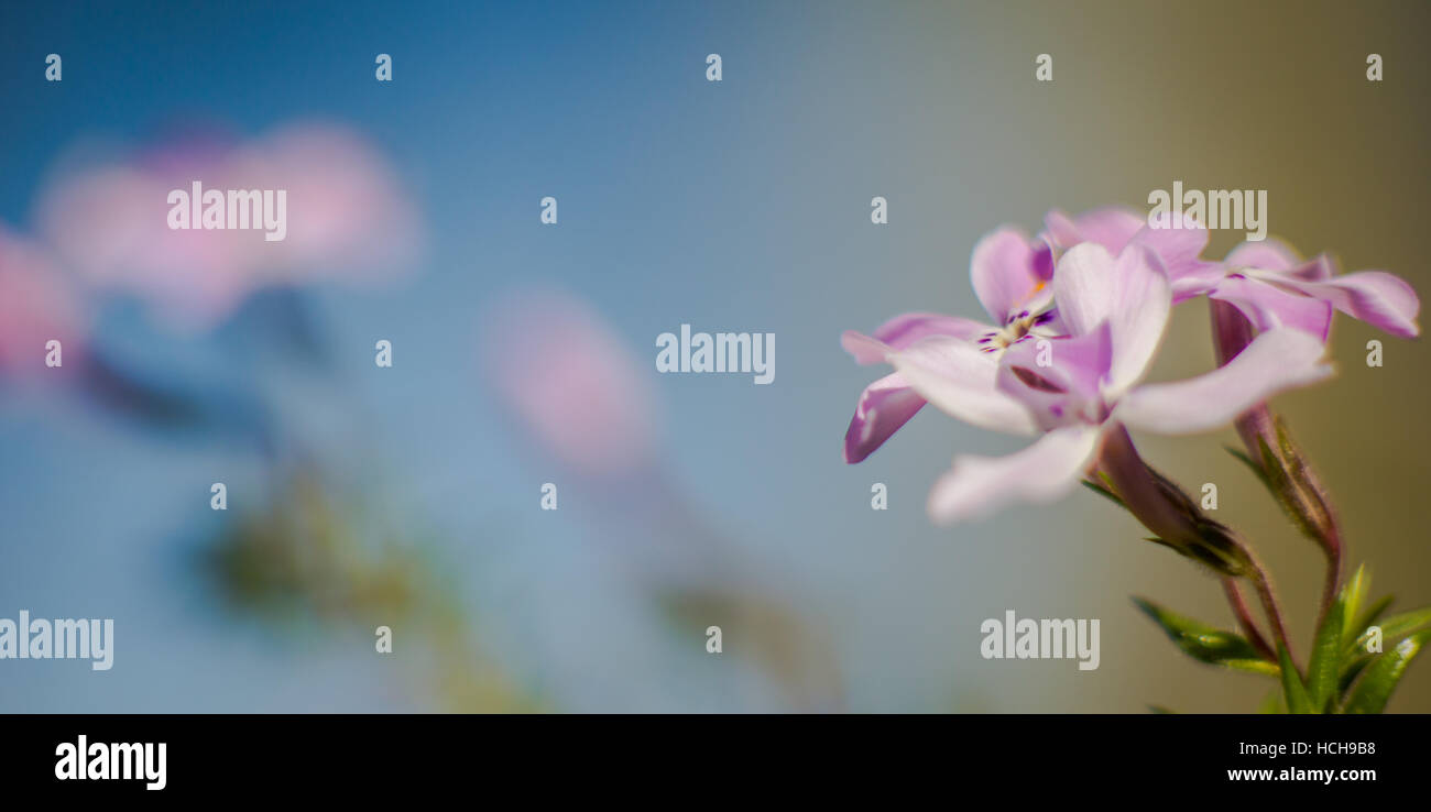 Clumps of light purple flowers with dark purple marks around stamen ...