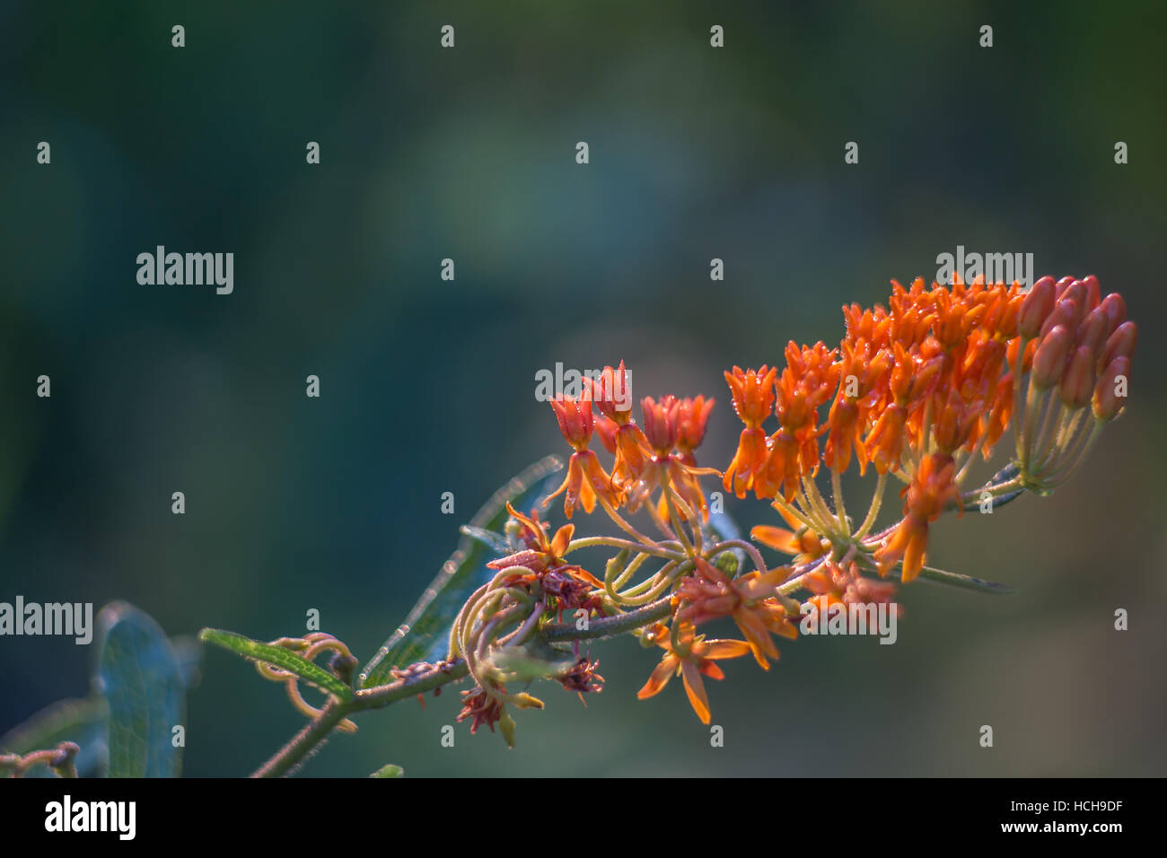 Orange Butterfly Weed flowers with some unopened buds on a green ...