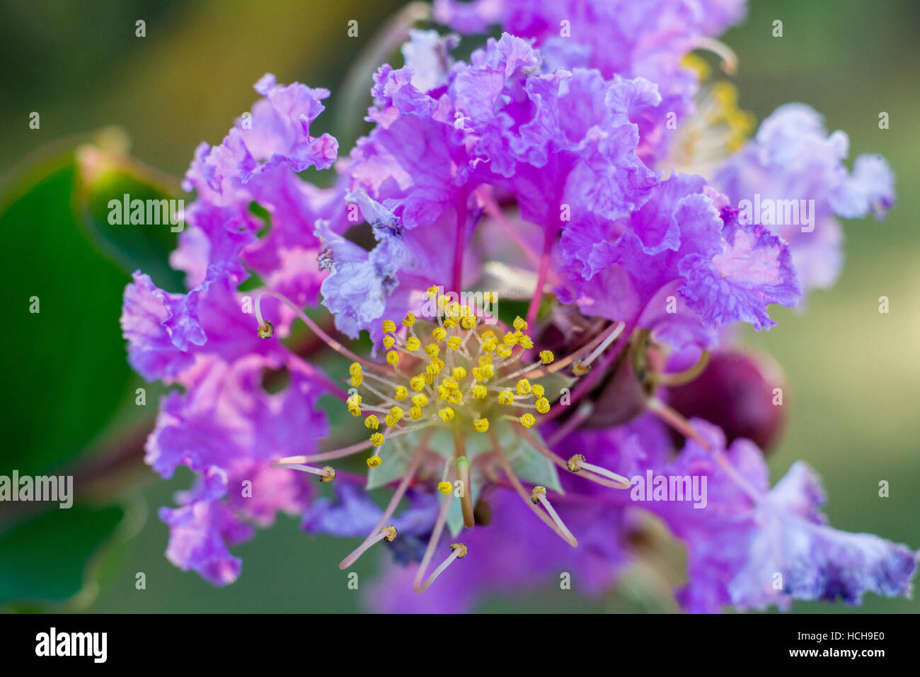 Myrtle flower hi-res stock photography and images - Alamy