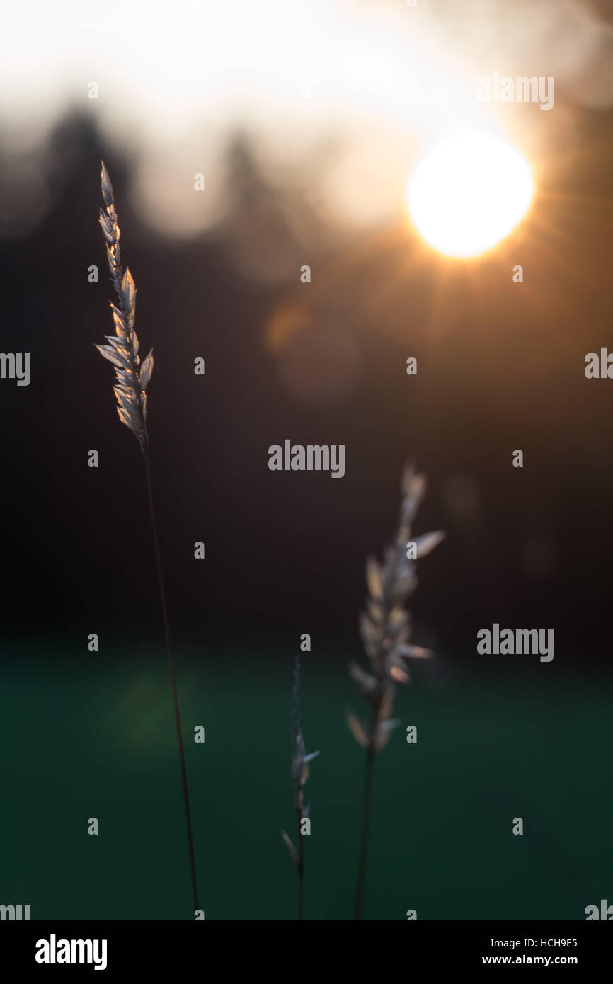 Grass seed head backlit with a low setting sun with oranges and yellows ...