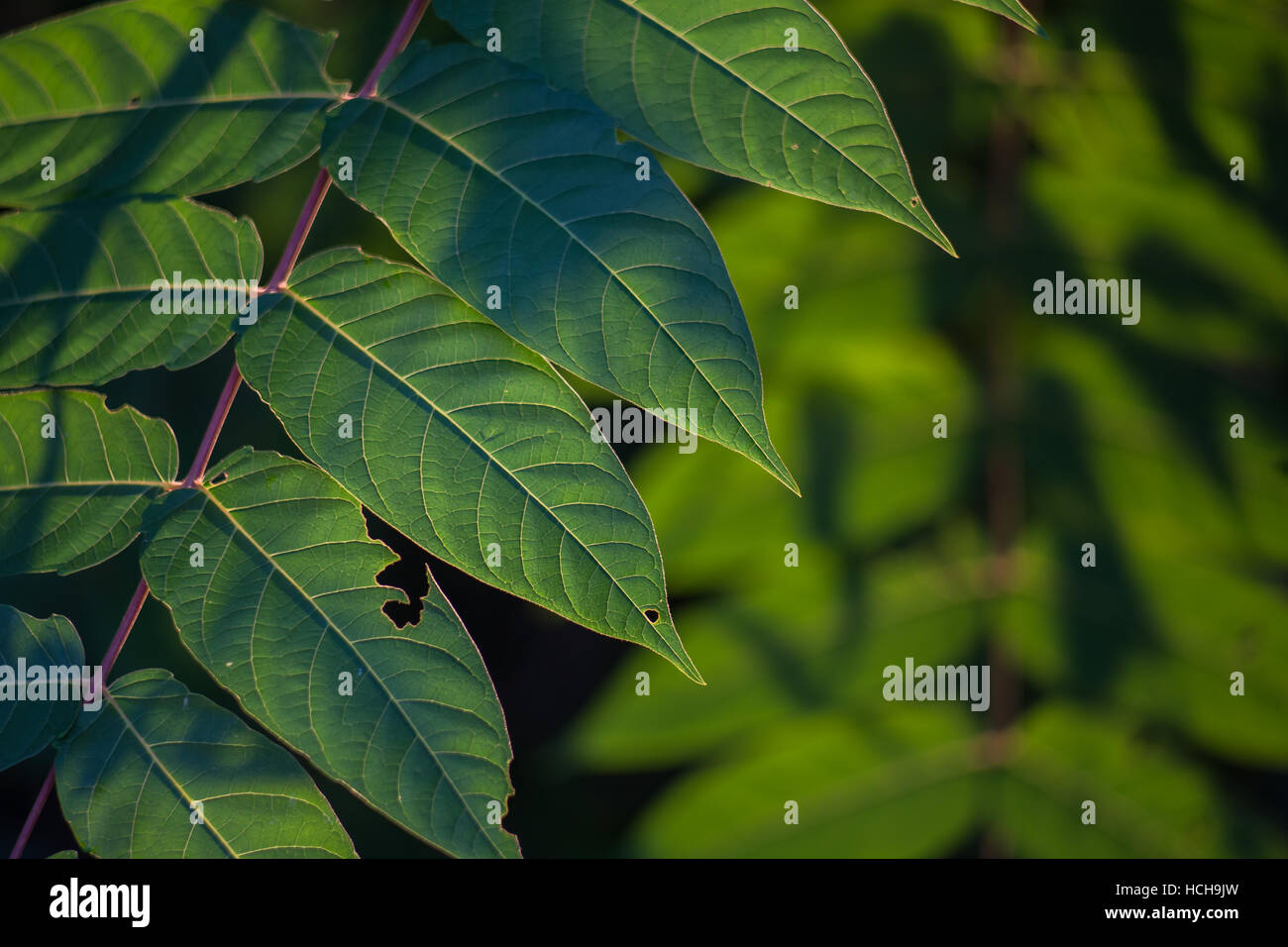 Layers of leaves hi-res stock photography and images - Alamy