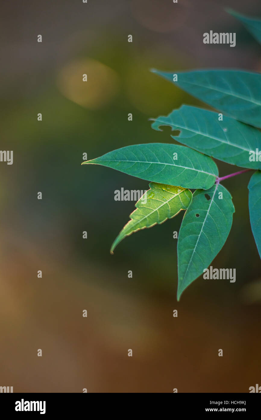 Corner pattern hi-res stock photography and images - Alamy