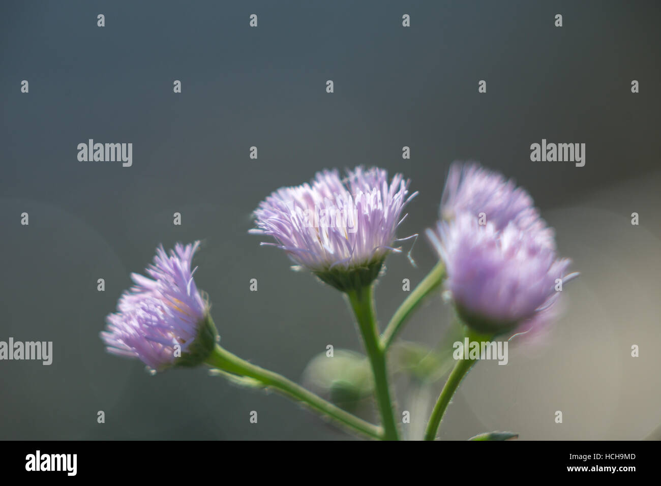 Cluster of small purple flowers with thin stringy petals with bokeh ...