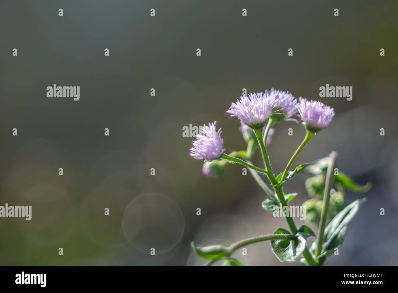 Cluster of small purple flowers with thin stringy petals with bokeh ...