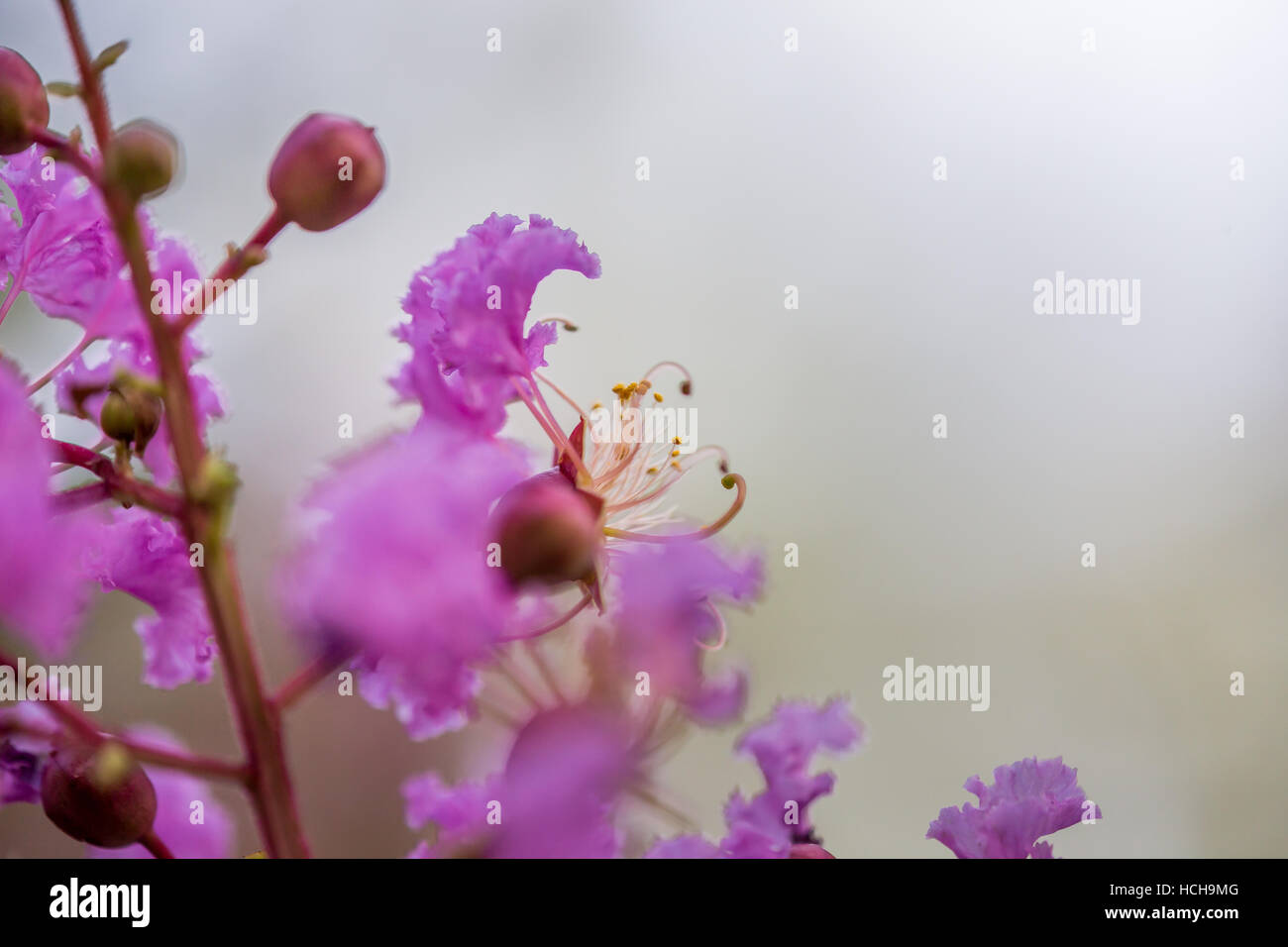 Myrtle flower hi-res stock photography and images - Alamy