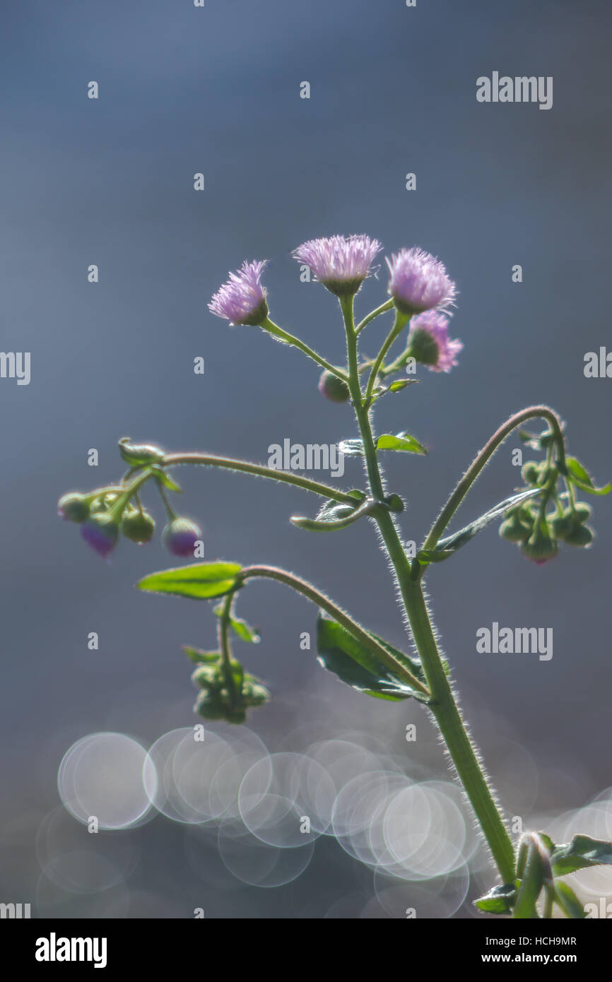 Cluster of small purple flowers with thin stringy petals with dramatic ...