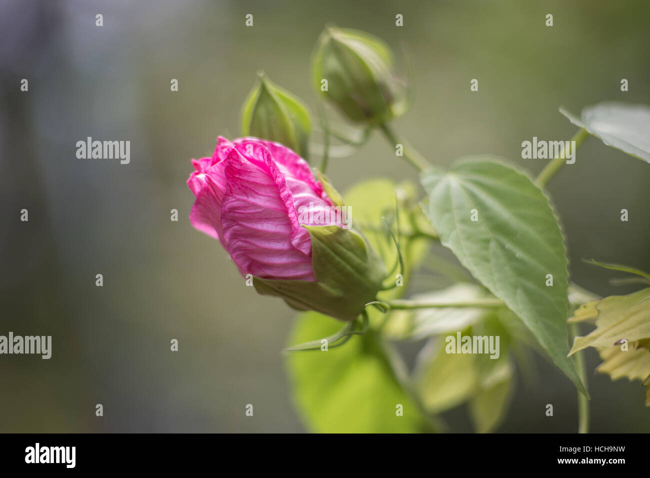Flower closed petals hi-res stock photography and images - Alamy