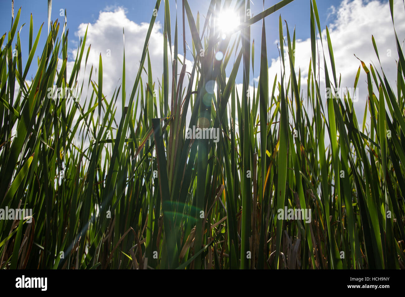 Sunburst through clouds hi-res stock photography and images - Alamy