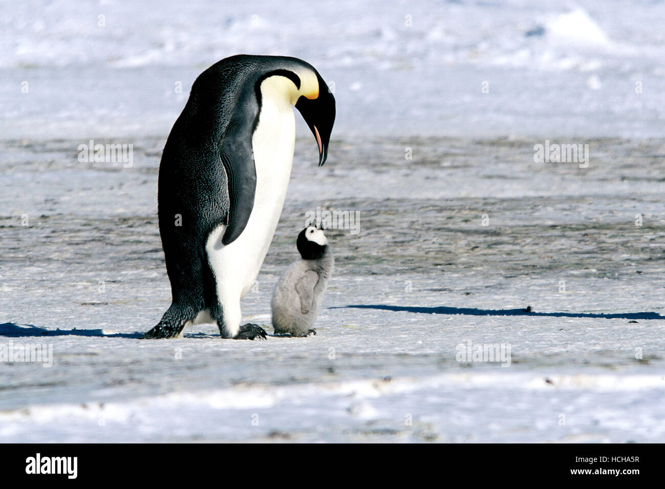 MARCH OF THE PENGUINS, 2005. (c) Warner Bros./ Courtesy: Everett ...