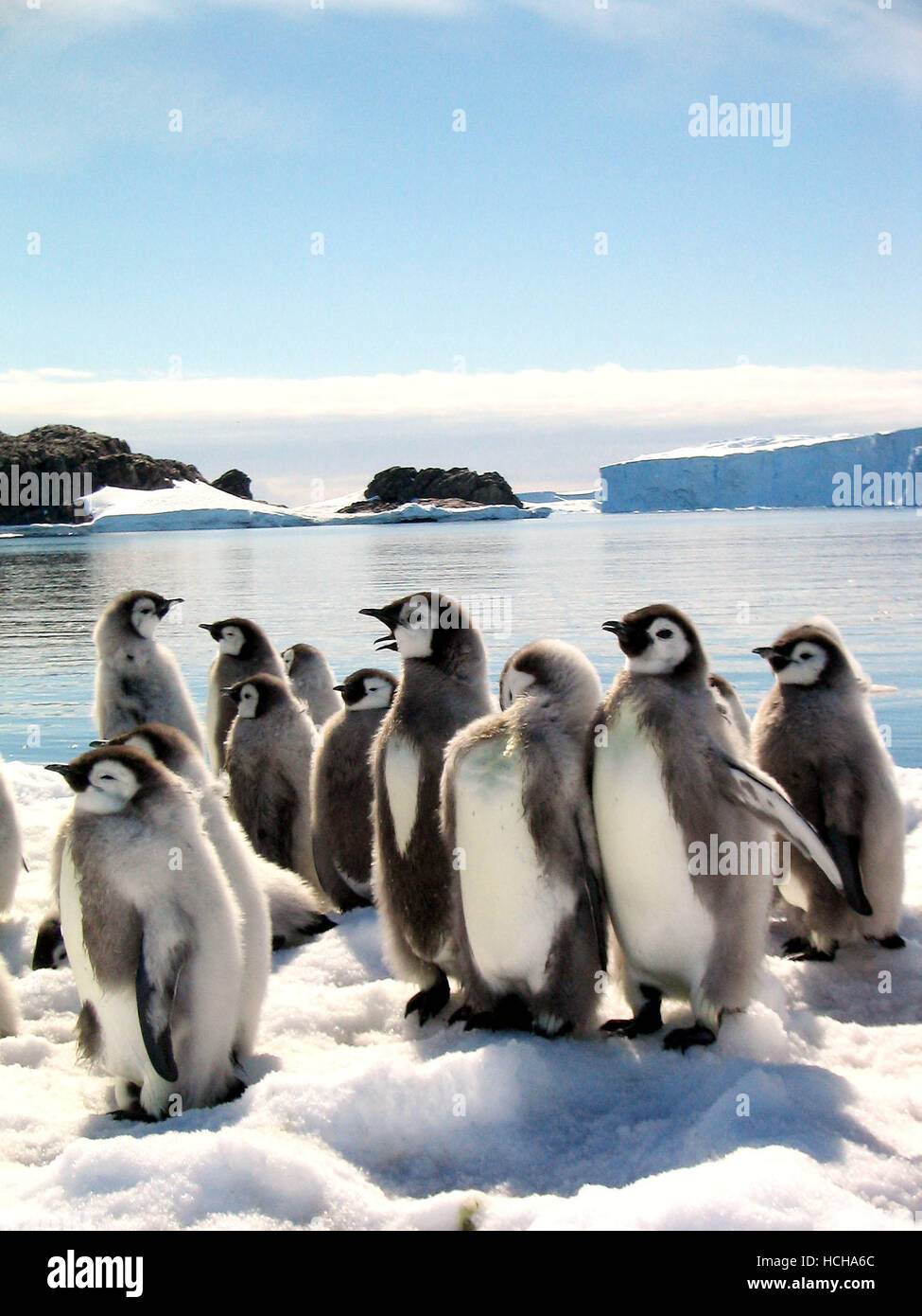 MARCH OF THE PENGUINS, 2005, © Warner Bros./ Courtesy: Everett ...