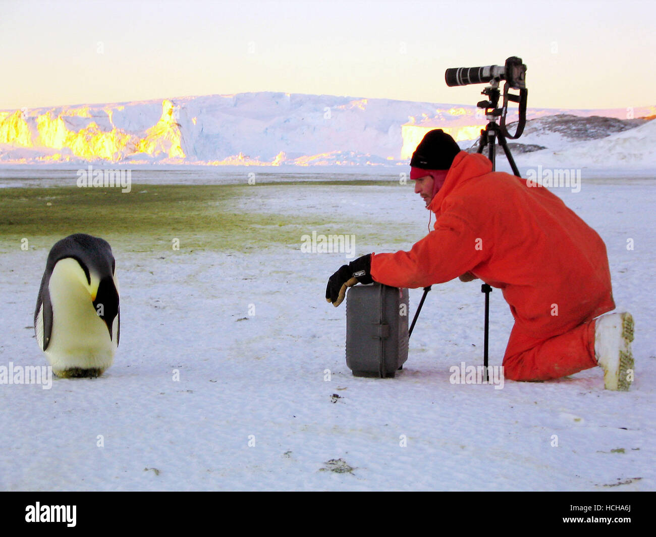 MARCH OF THE PENGUINS, director Luc Jacquet, 2005, © Warner Bros ...