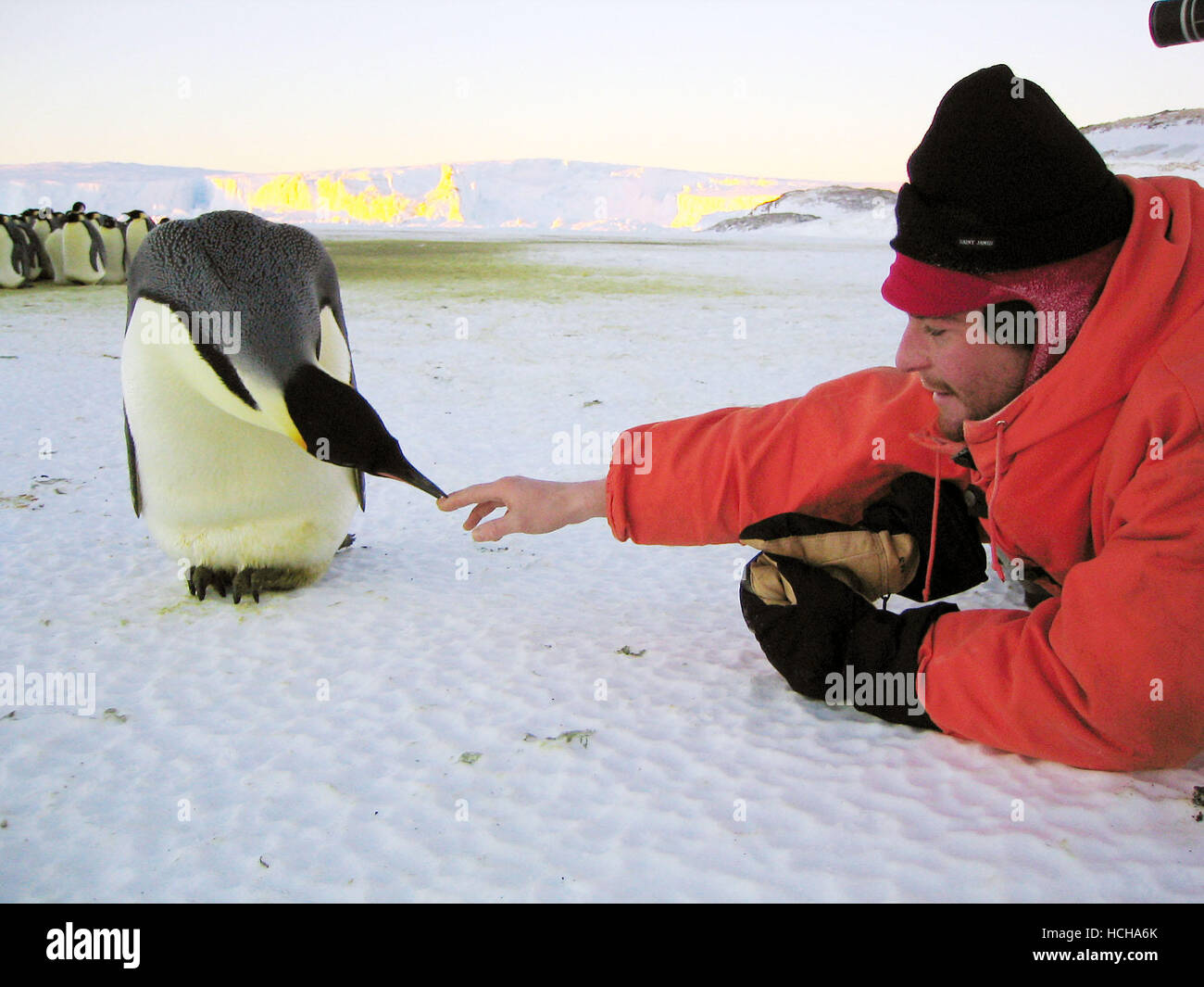 MARCH OF THE PENGUINS, director Luc Jacquet, 2005, © Warner Bros ...