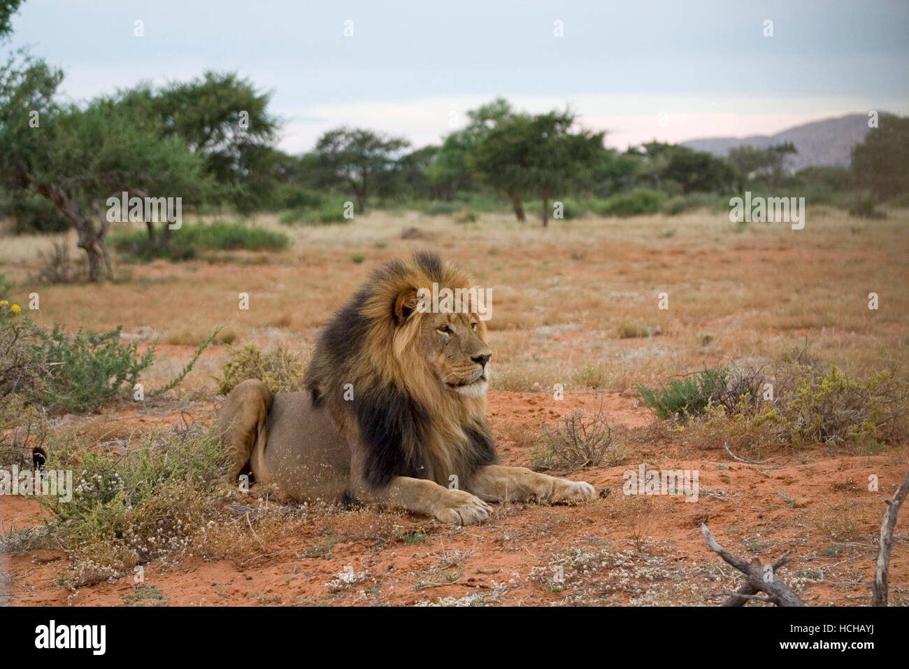THE MEERKATS, 2008. ©Weinstein Company/Courtesy Everett Collection ...
