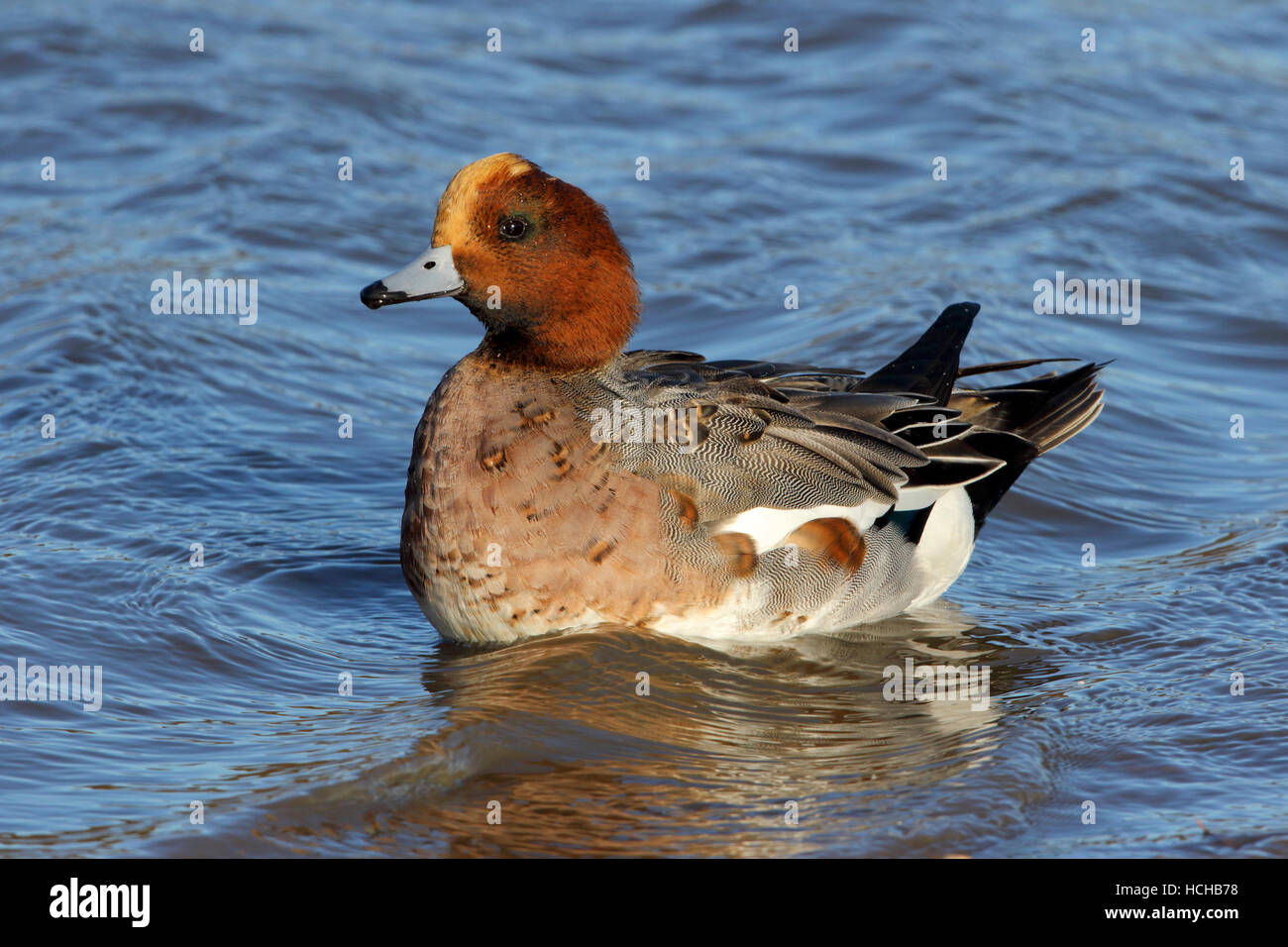 Eurasian Wigeon, Anas penelope, drake male bird on the sea at ...