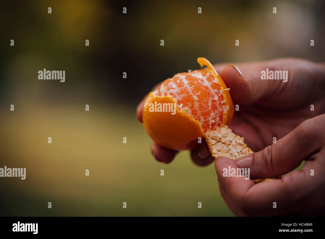 Hands peeling orange in a field Stock Photo - Alamy