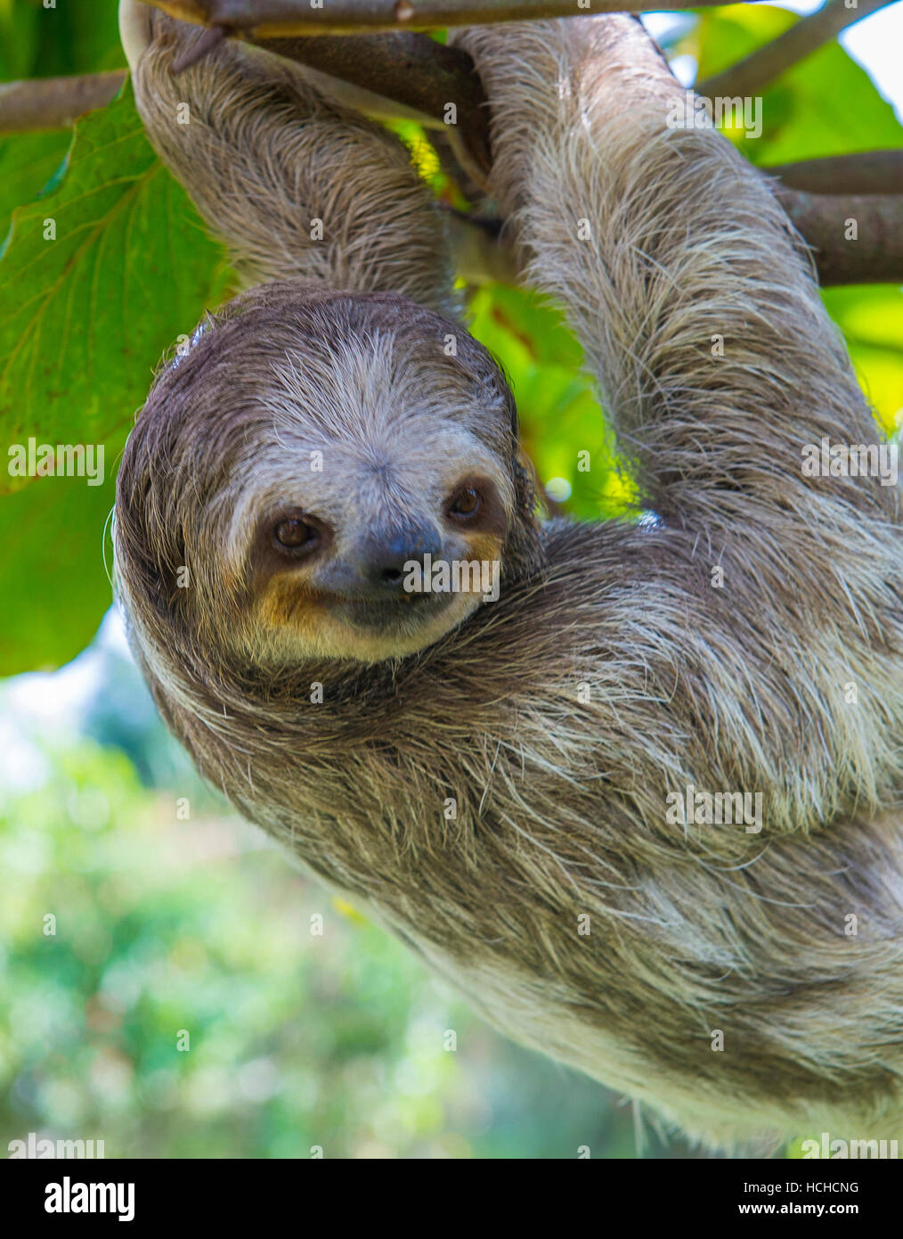 Sloth climbing a tree in costa rica rainforest Stock Photo - Alamy