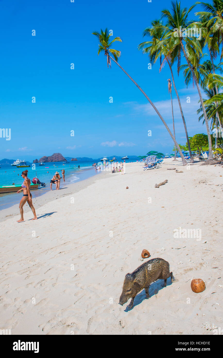 Tortuga Island Caribbean