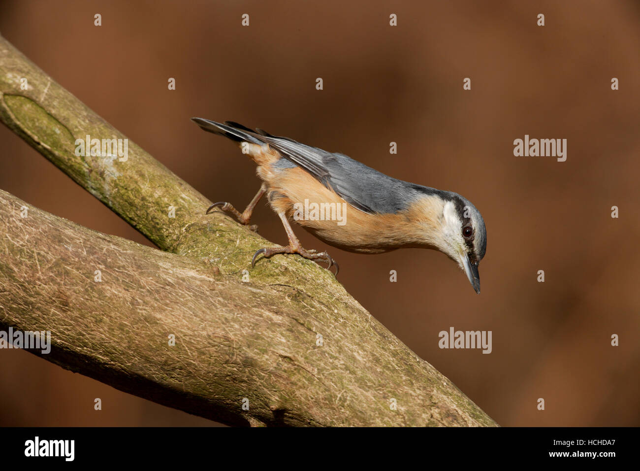 Eurasian Nuthatch, Sitta europaea ceasia typical Nuthatch pose on a ...
