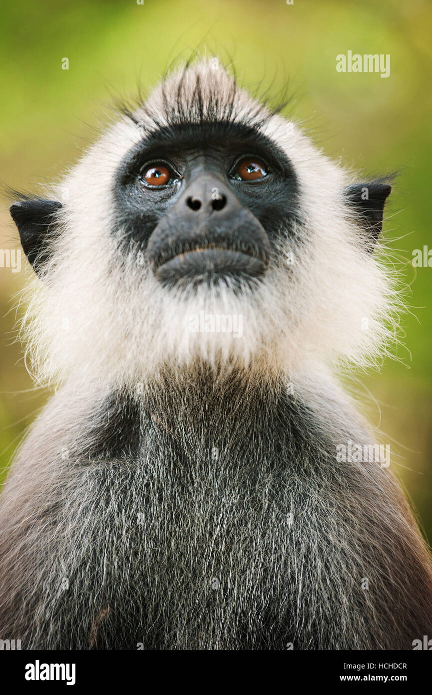 MONKEY KINGDOM, langur monkey, 2015. ph: Jeff Wilson/©Disneynature ...