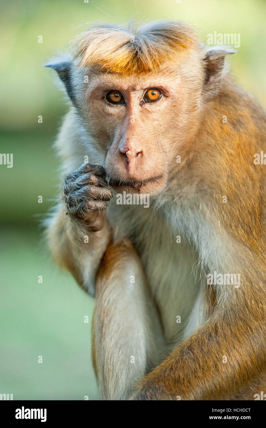 MONKEY KINGDOM, Kumar, 2015. ph: Jeff Wilson/©Disneynature/courtesy ...