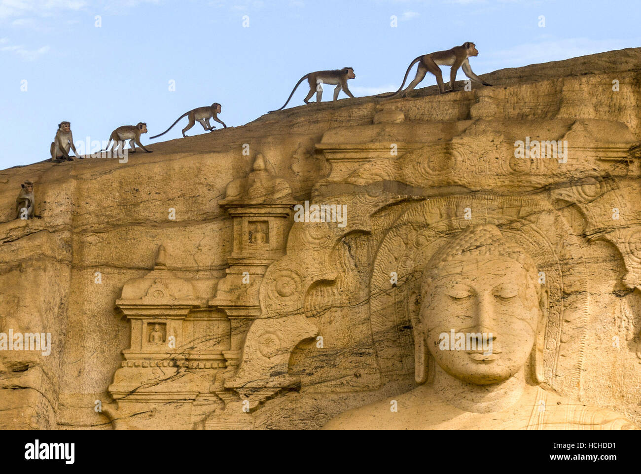 MONKEY KINGDOM, monkeys, 2015. ph: Jeff Wilson/©Disneynature/courtesy ...