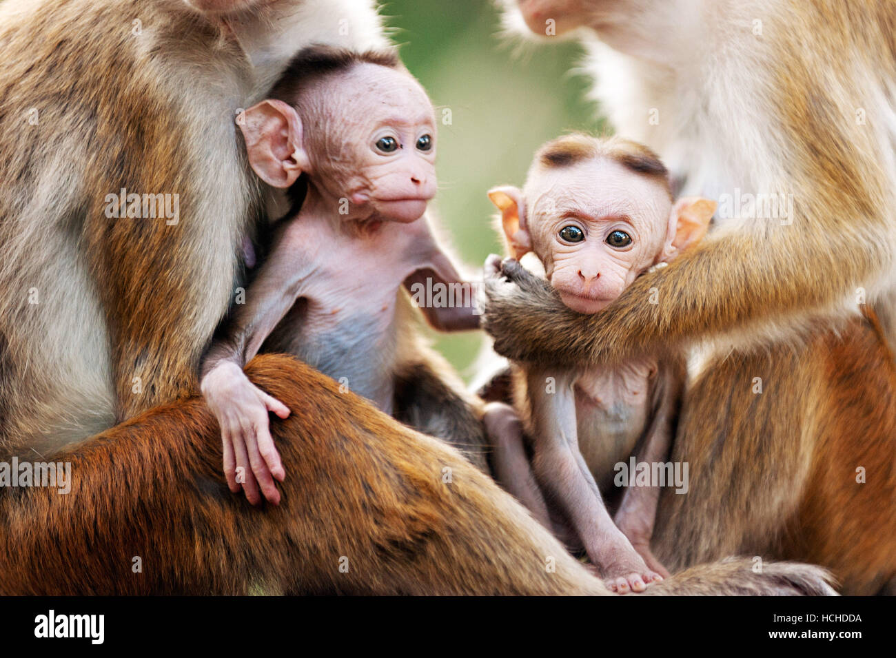 MONKEY KINGDOM, left: Kip, 2015. ph: Jeff Wilson/©Disneynature/courtesy ...