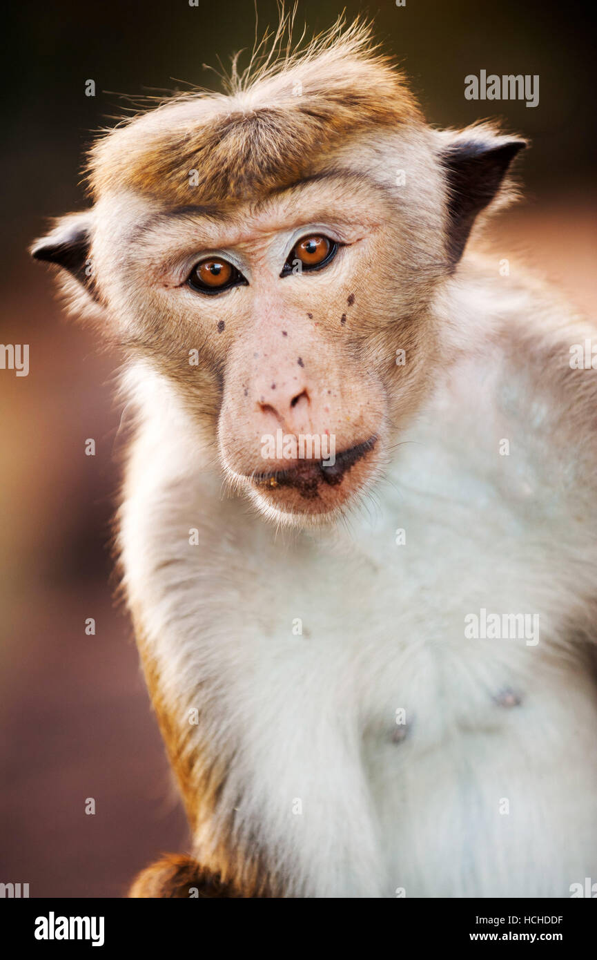 MONKEY KINGDOM, Raja, 2015. ph: Jeff Wilson/©Disneynature/courtesy ...