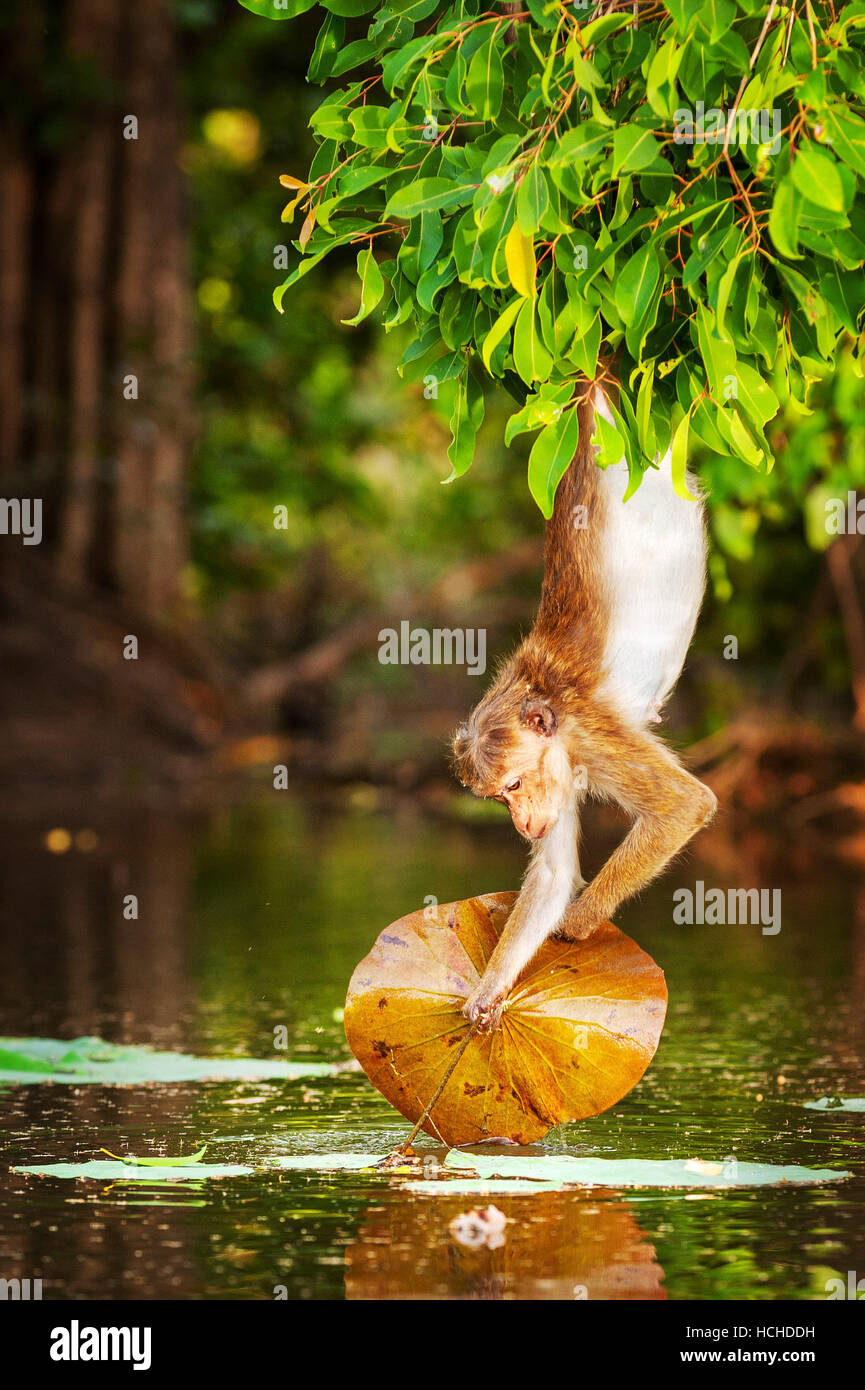 MONKEY KINGDOM, monkey in lily pond, 2015. ph: Jeff Wilson ...