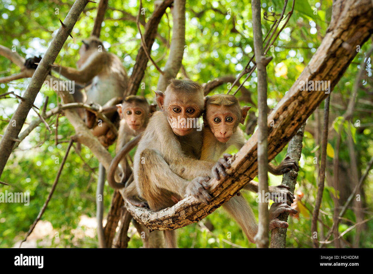 MONKEY KINGDOM, Kip with other baby monkeys, 2015. ph: Jeff Wilson ...