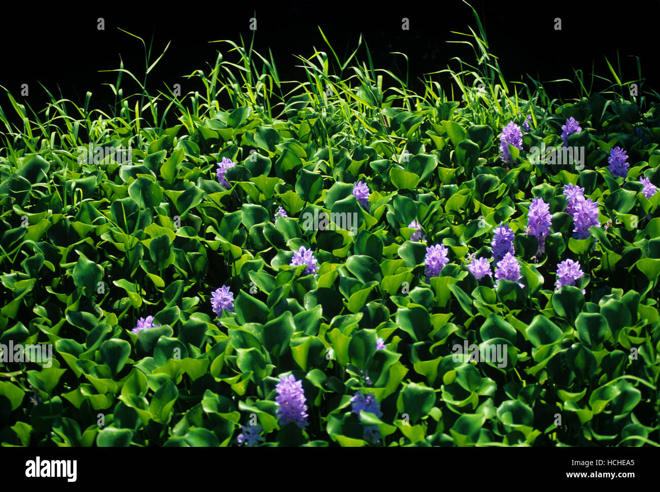 Grasses and flowering plants on bank at Everglades National Park ...