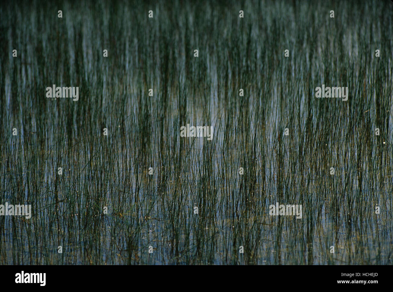 Marsh grasses in Everglades National Park, Florida Stock Photo - Alamy