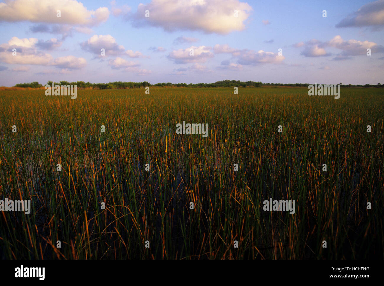 Field of colorful tall grasses at Everglades Nationa Park , Florida ...