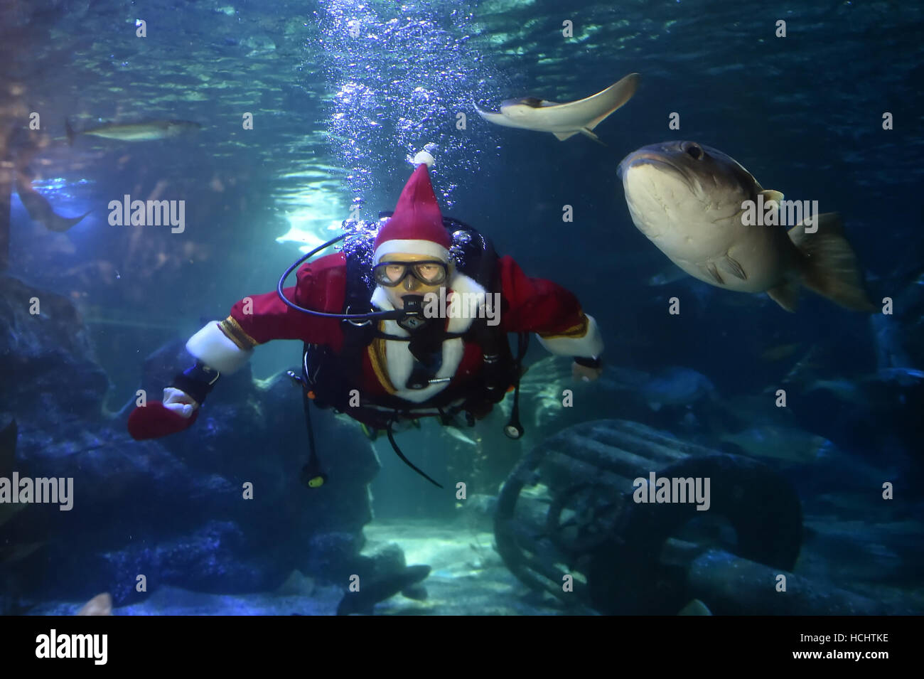 Berlin, Germany. 9th Dec, 2016. Head aquarist Martin Hansel feeds fish ...
