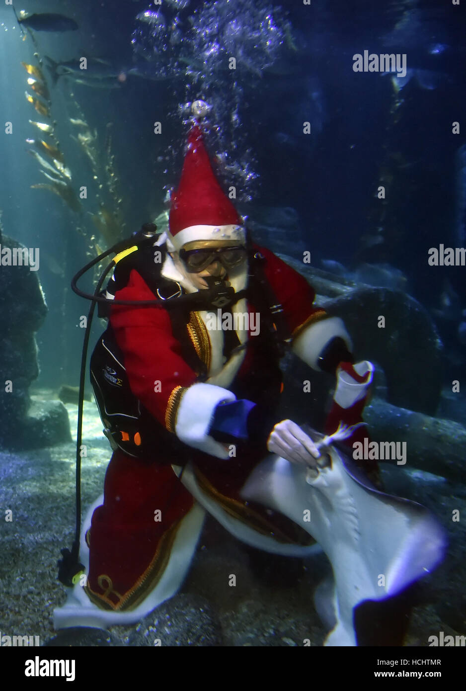 Berlin, Germany. 9th Dec, 2016. Head aquarist Martin Hansel feeds fish ...