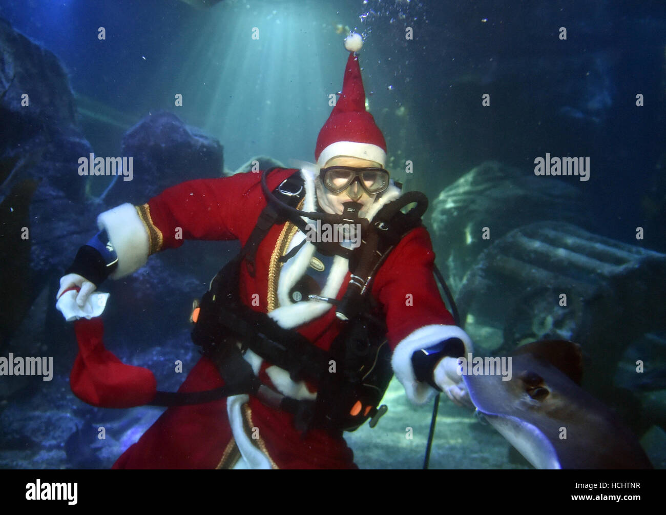 Berlin, Germany. 9th Dec, 2016. Head aquarist Martin Hansel feeds fish ...