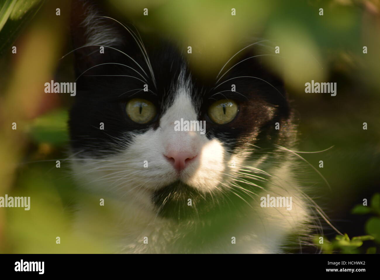 Cat in nature hi-res stock photography and images - Alamy