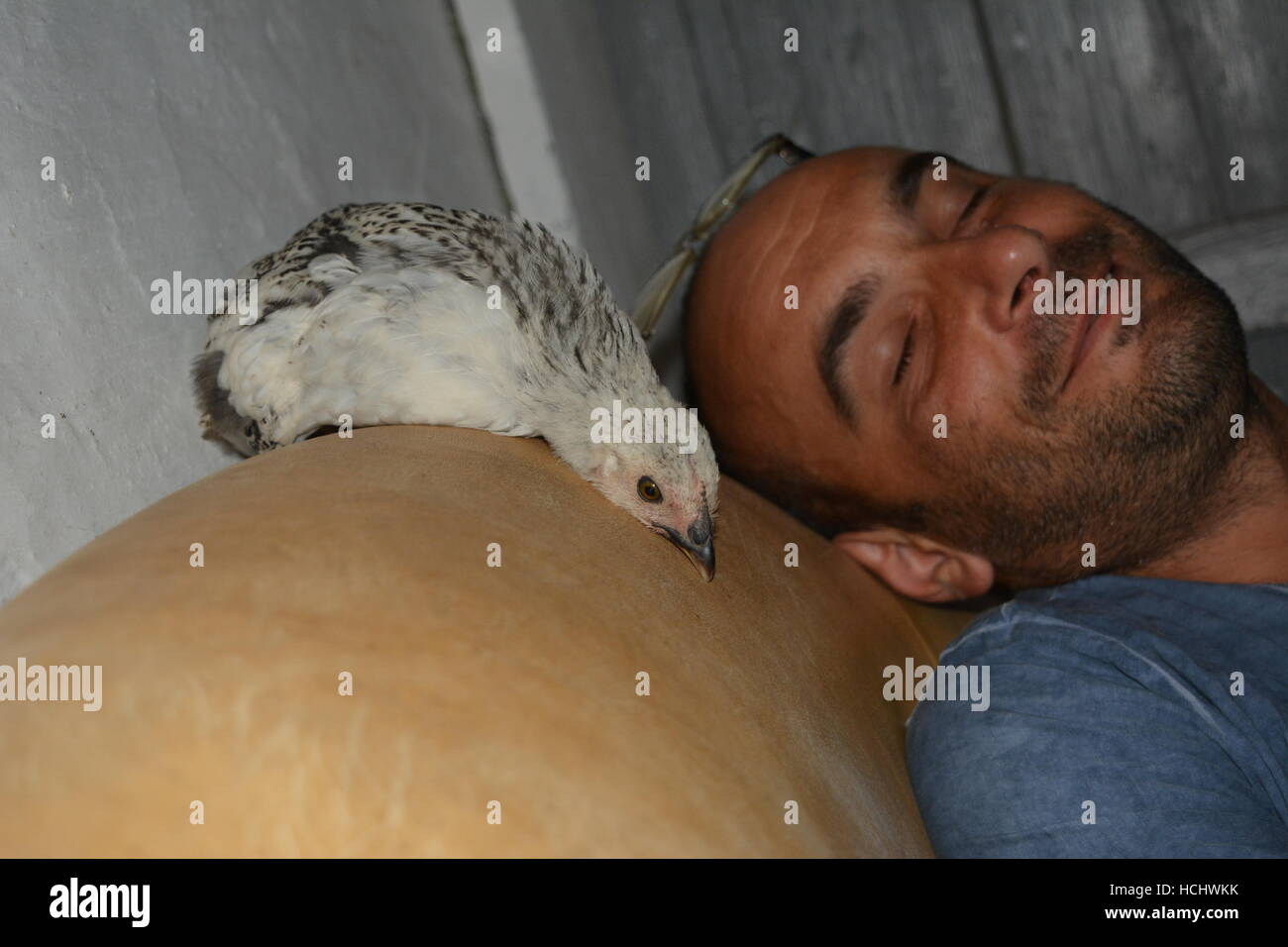 Sleeping chicken hi-res stock photography and images - Alamy