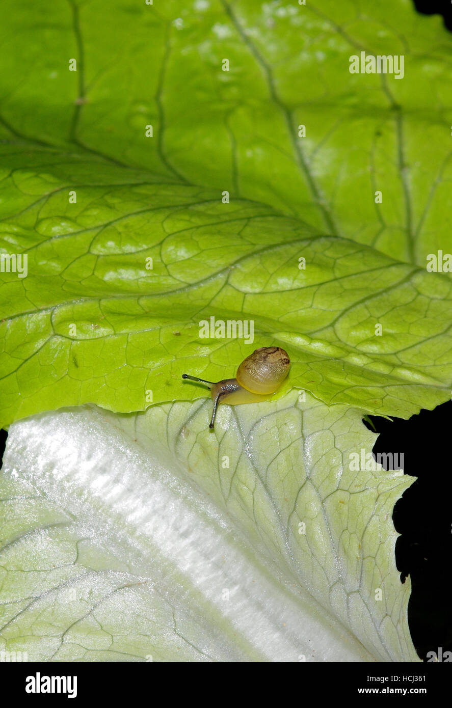Snail on lettuce leaf hi-res stock photography and images - Alamy