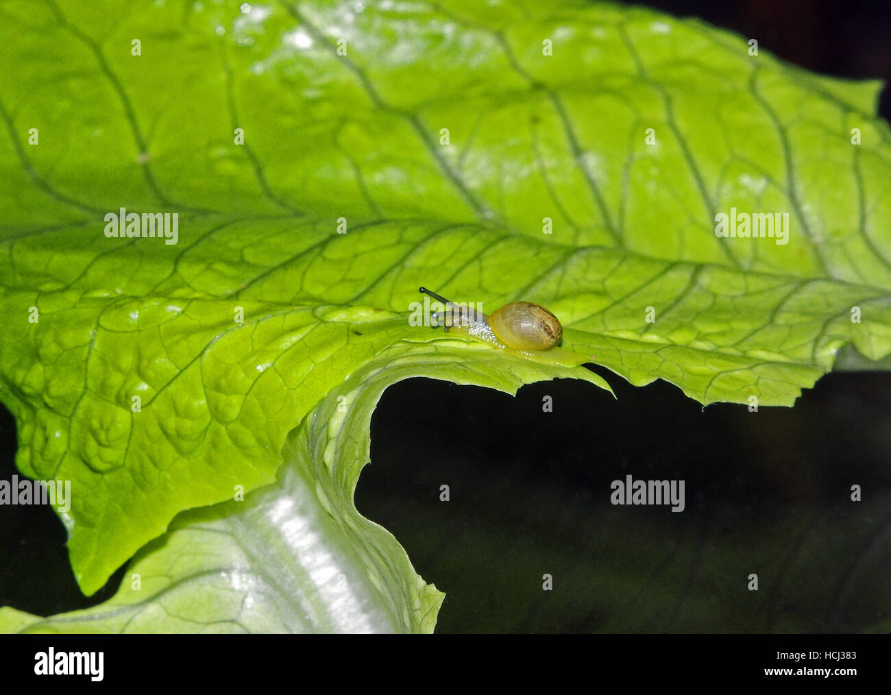 A small snail on a lettuce leaf Stock Photo - Alamy