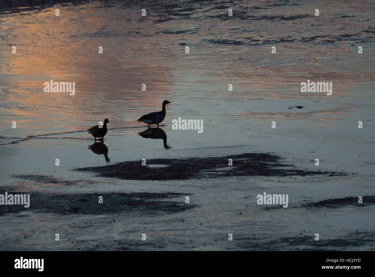 A couple of Brent Geese taken in the evening sun at Spurn Point while ...