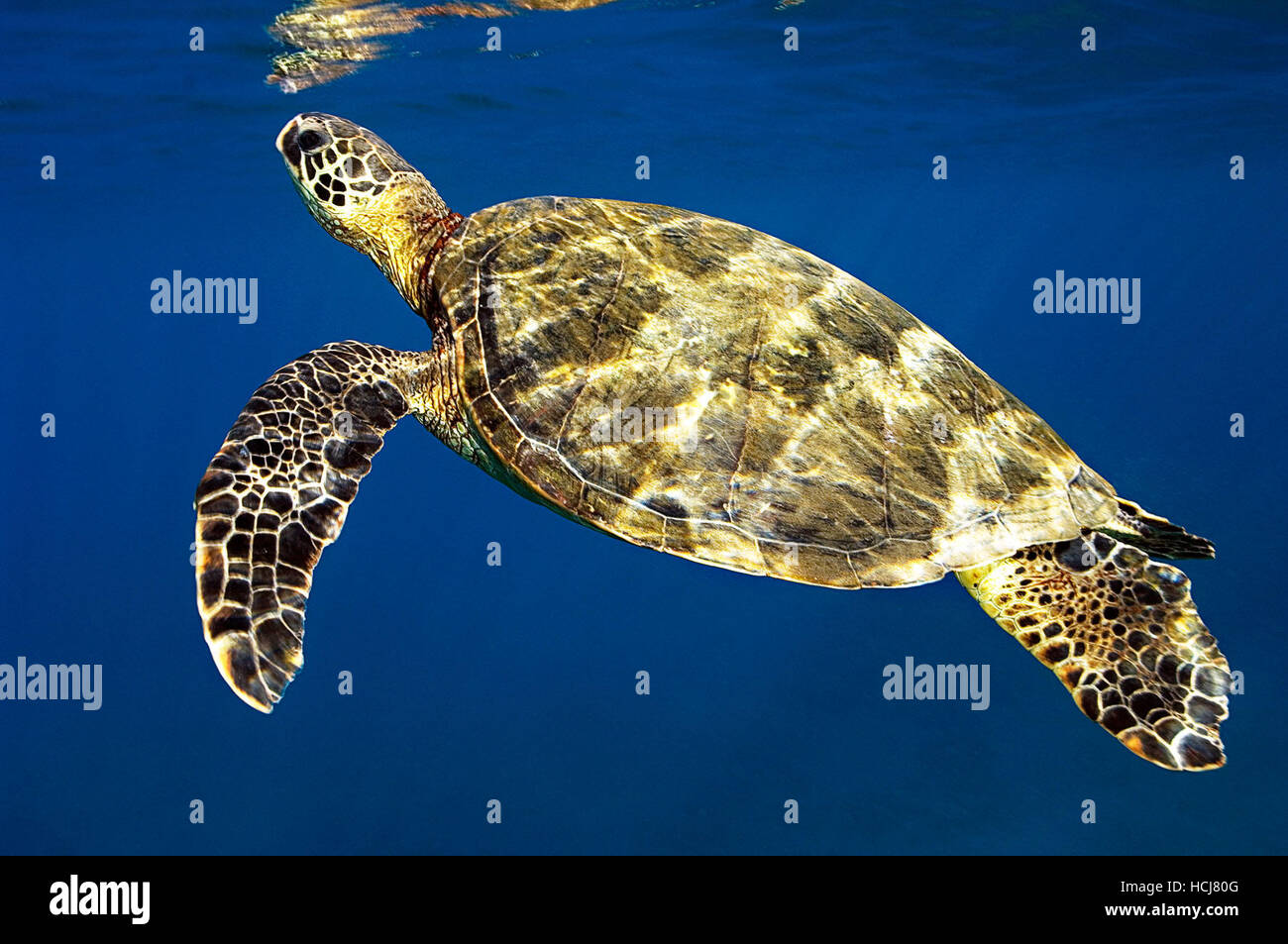 OCEANWORLD 3D, (aka VOYAGE 3D SOUS LES MERS), 2009. Ph: 3D ...