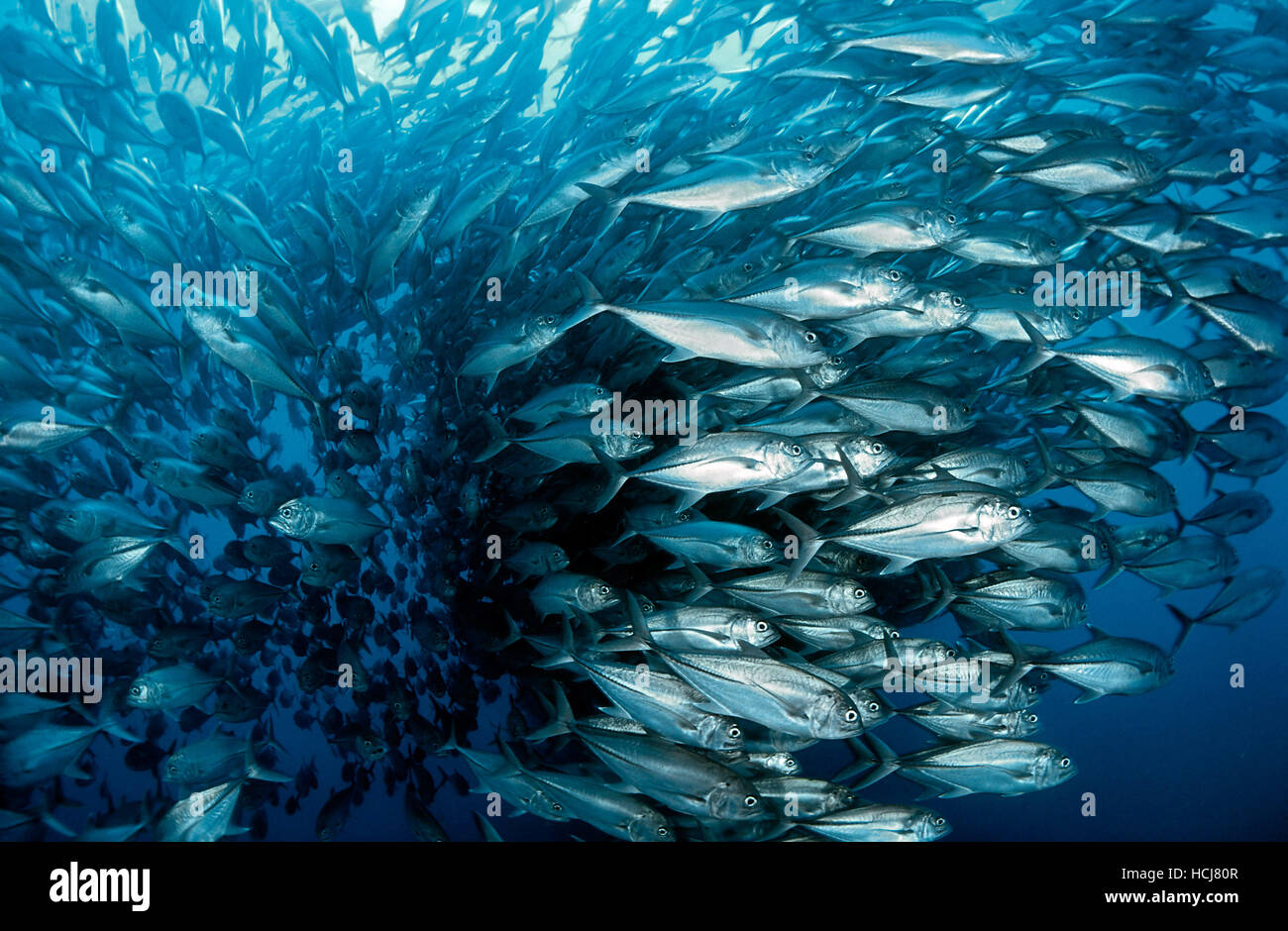OCEANS, Bigeye trevally, Coco Island, 2009. ©Disneynature/courtesy ...