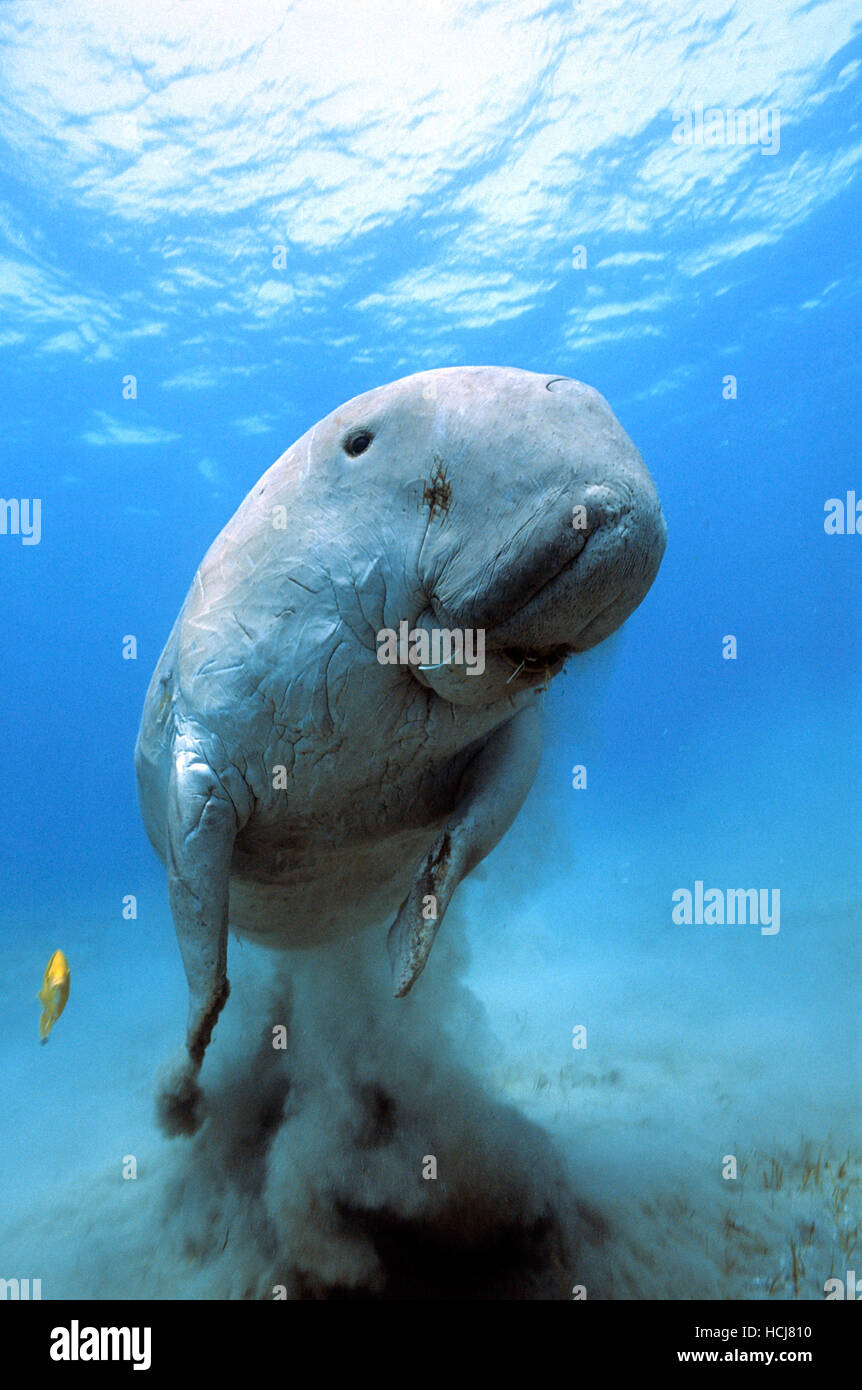 OCEANS, Dugong, Marsa Alam, Red Sea, Egypt, 2009. ©Disneynature ...