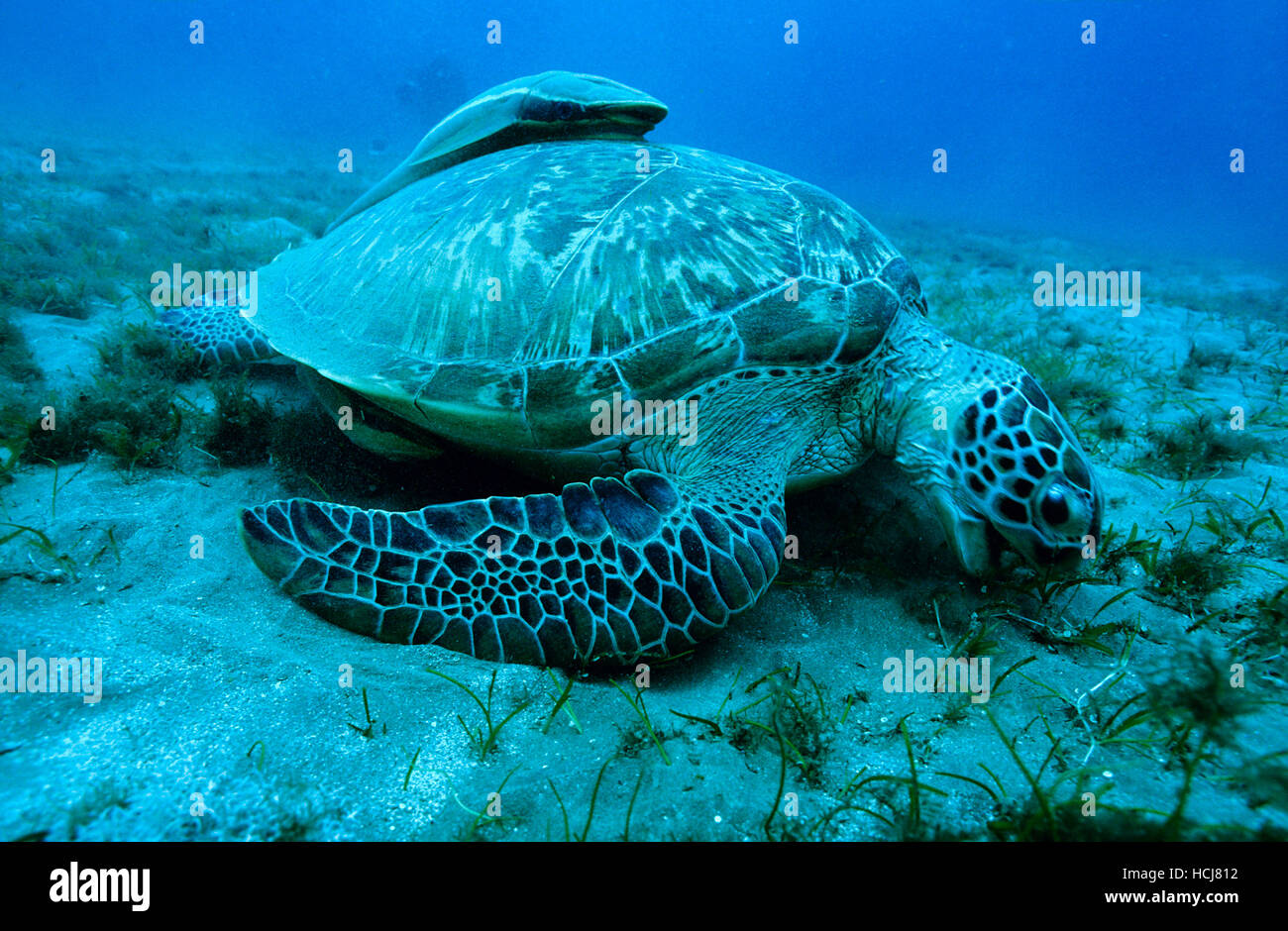 OCEANS, Green turtle, Marsa Alam, Red Sea, Egypt, 2009. ©Disneynature ...
