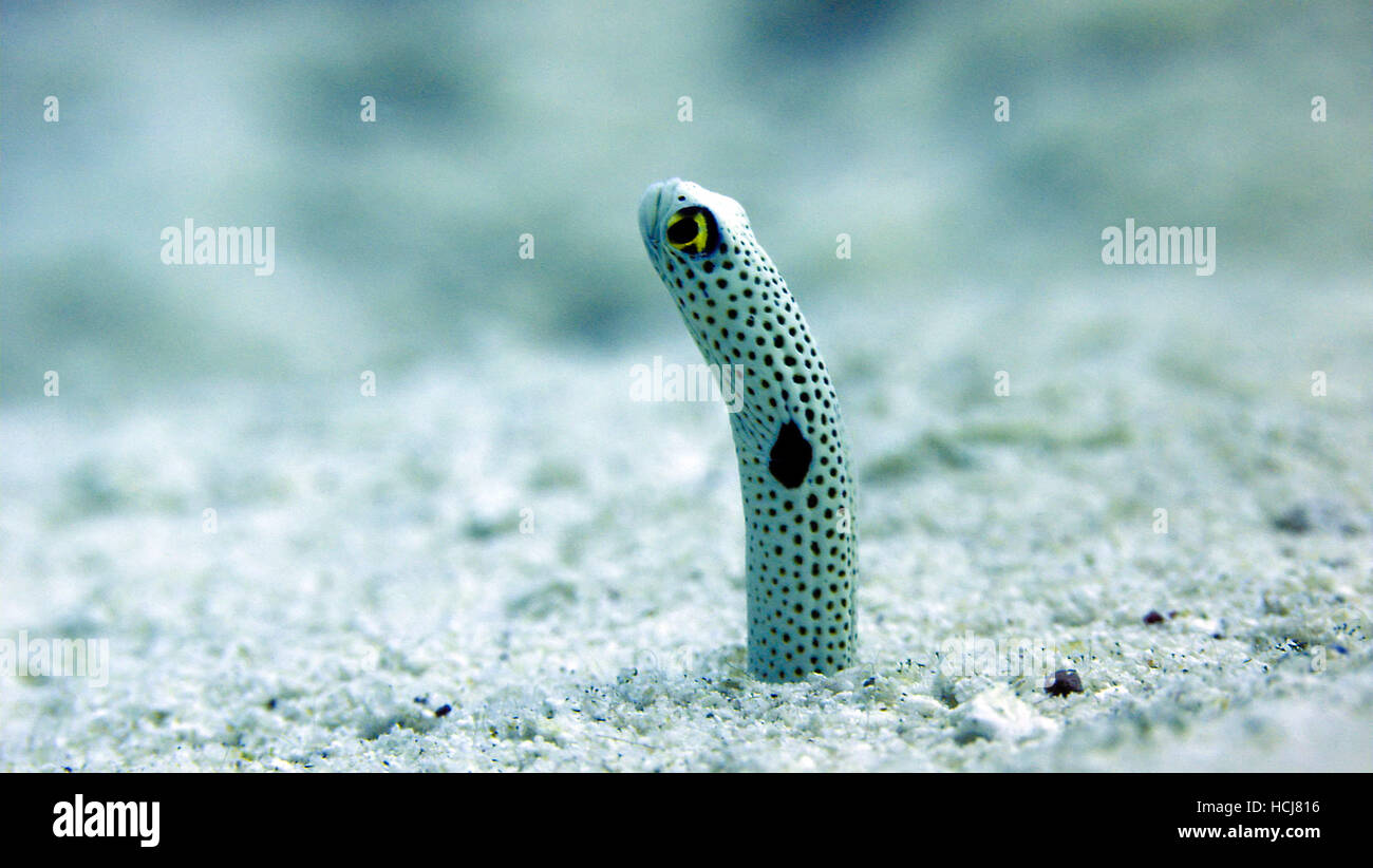 OCEANS, Garden eel, Lembeh Strait, Indonesia, 2009. ©Disneynature ...