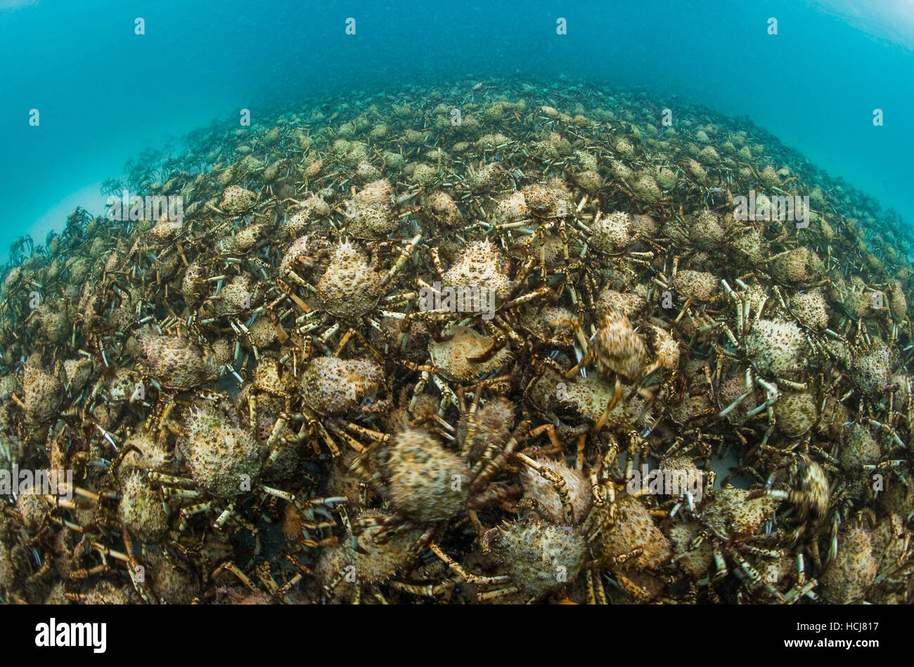 OCEANS, Spider crabs, Whyalla, Australia, 2009. ©Disneynature/courtesy ...